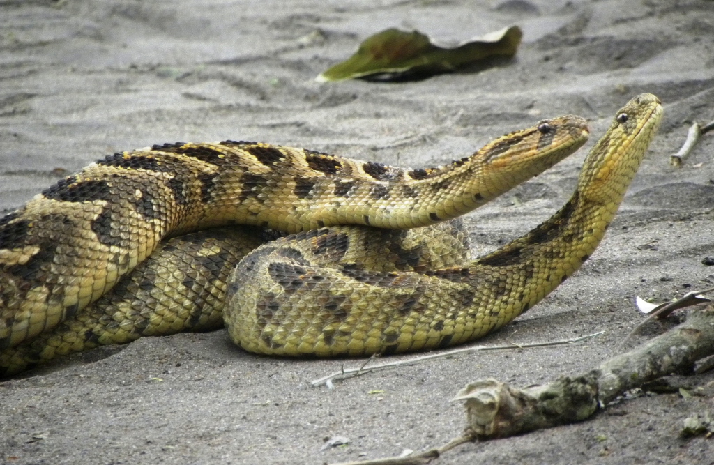 Nomad | Mating Puff Adders!