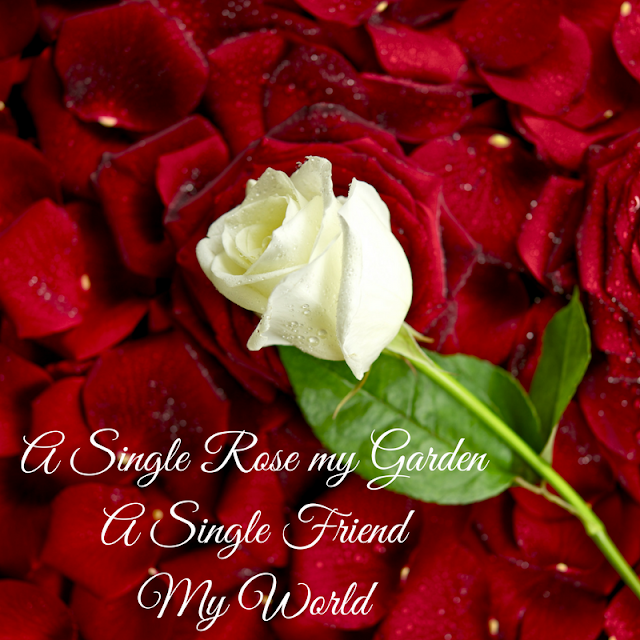 Fun Quotes: A Single Rose My Garden A Single Friend My World
