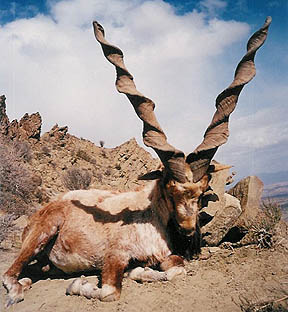 Markhor wallpapers ~ All About Pakistan
