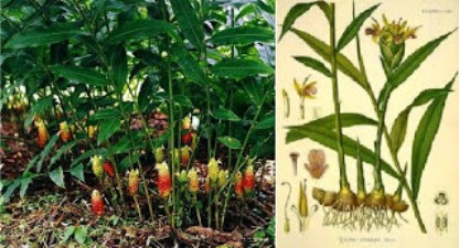 Lempuyang Serta Manfaatnya ~ Obat - obatan herbal dari atom