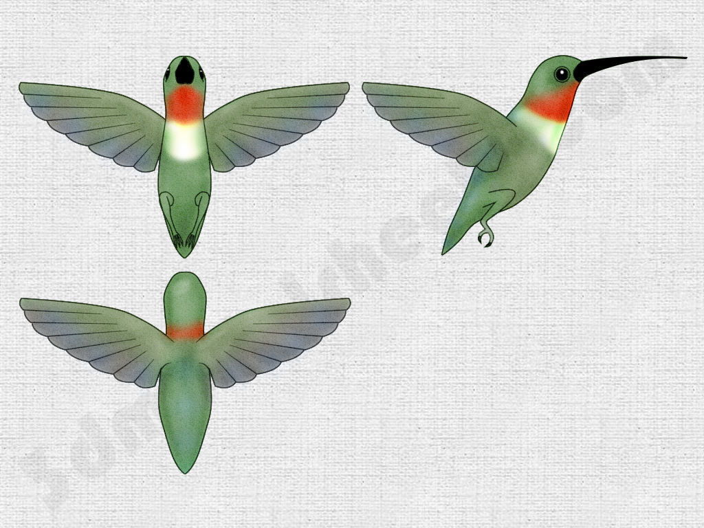 HIGH RESOLUTION TEXTURES: Free Animal Blueprints Model Sheets