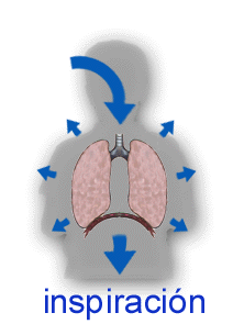 Sistemas del Cuerpo Humano: Sistema Respiratorio