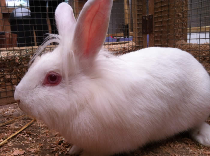 Worlds Ugliest Rabbit