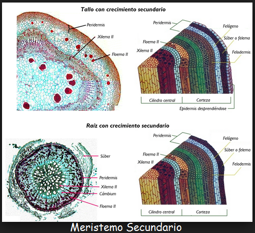 Raíz De Tejido Meristemático