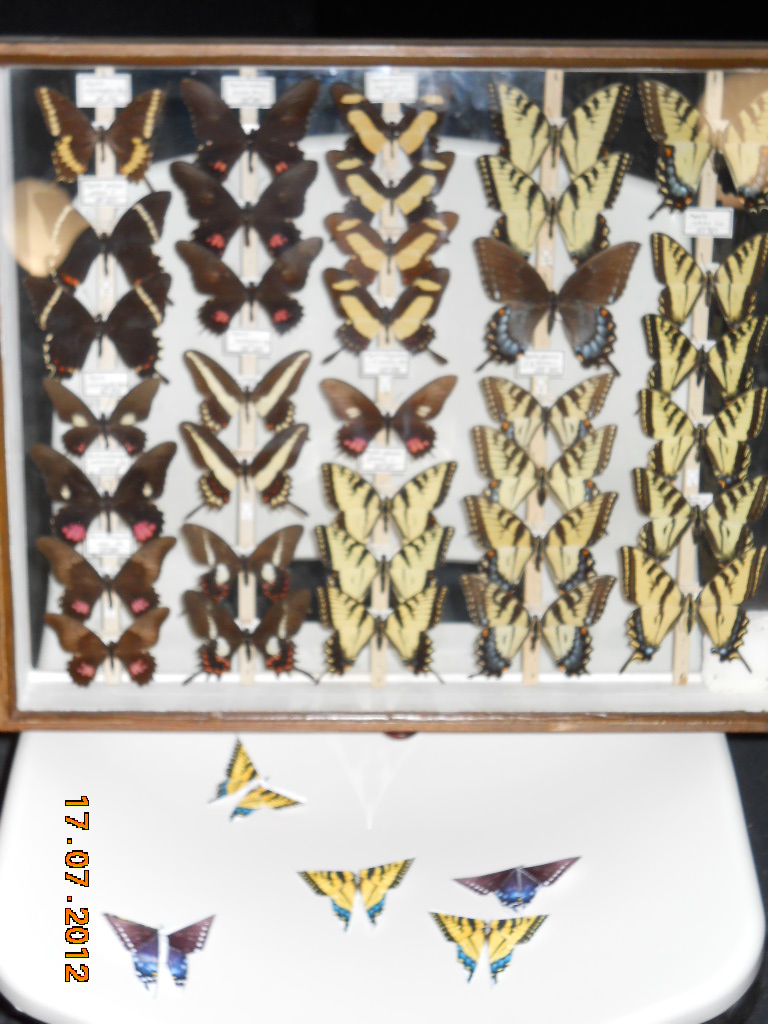 Cursuri Origami: Au fugit fluturii din insectar...