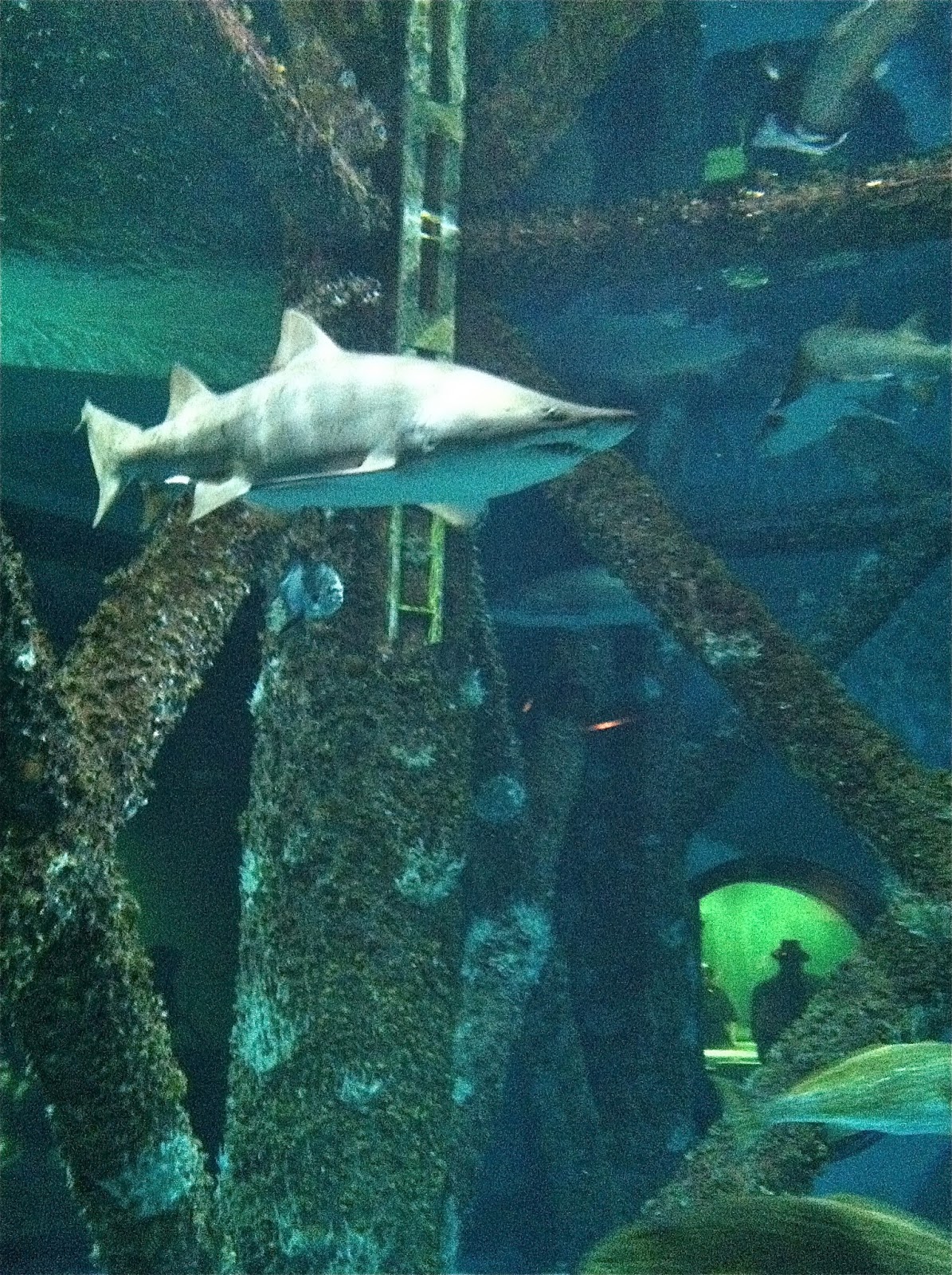 Aquarium By Fish Barn Memphis Photos at Lois Lumpkin blog