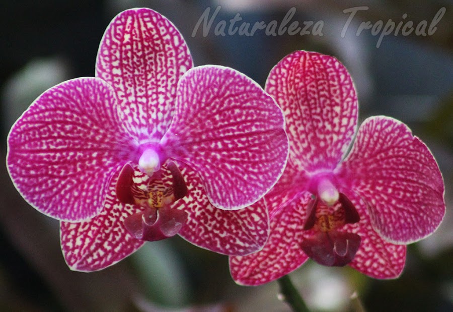 Galería de orquídeas mariposas, género Phalaenopsis | Plantas
