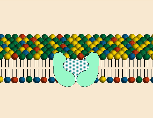 Blog de Biologia: Biomembranas e suas funções
