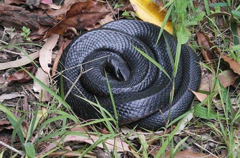 The Conspiracy Times: Once Again To The Nadgee: Table Ridge, Daylight ...