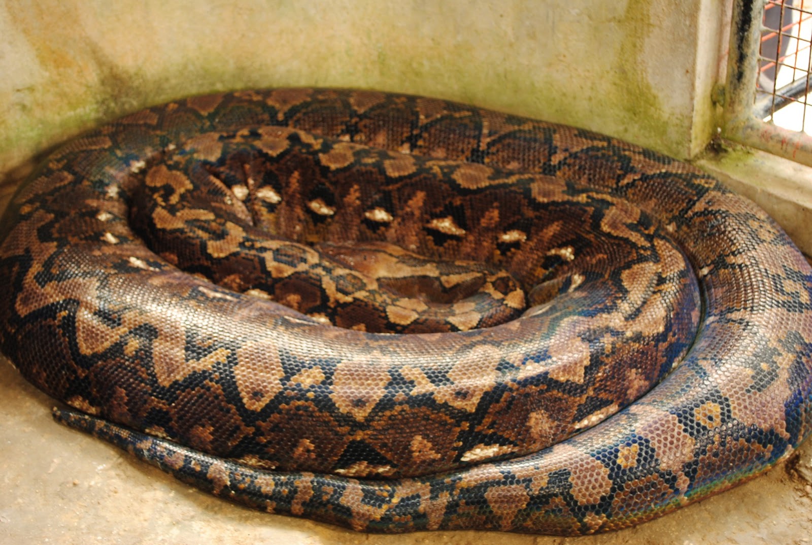 Backpacking Pilipinas: Summer Series: Top 5 Reasons to Love Bohol