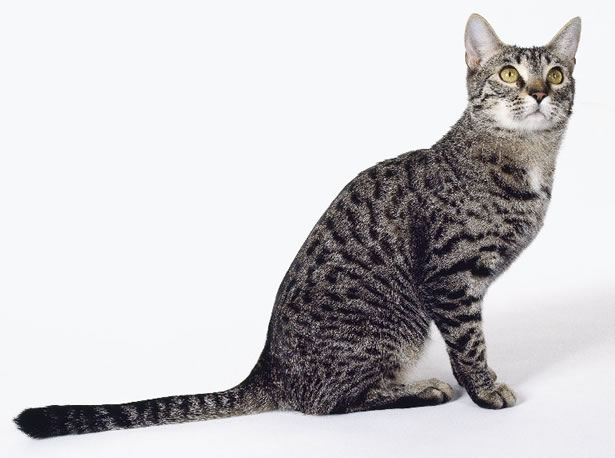 California Spangled | The Life of Animals