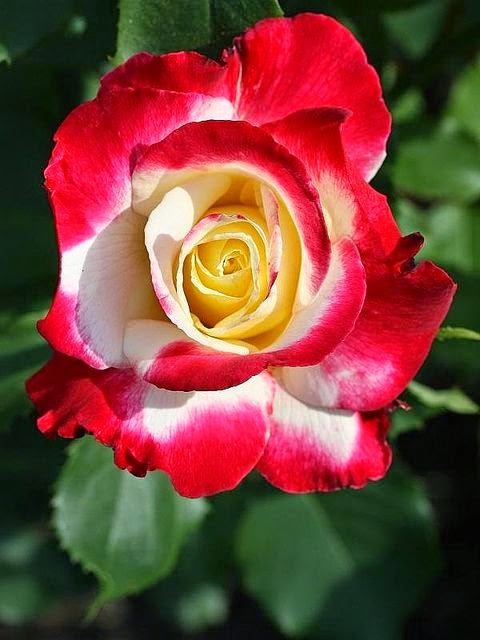 Hybrid Tea Rose - Flowers Gardens