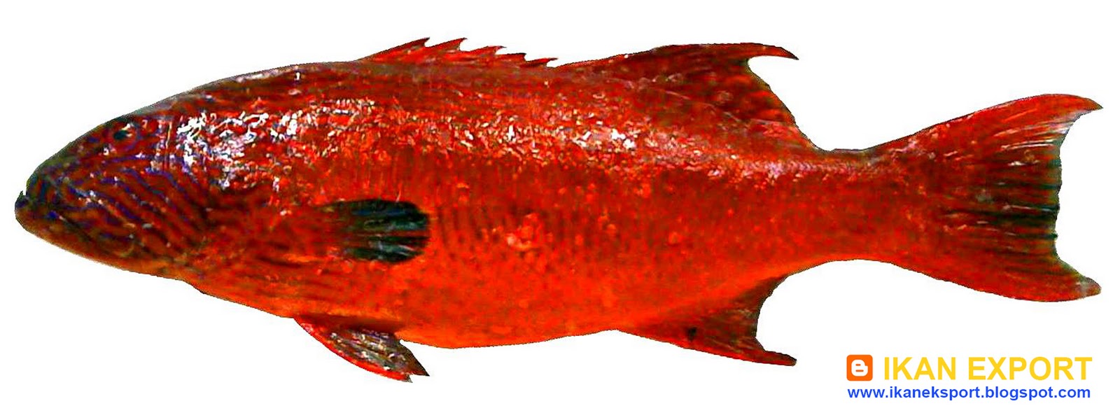 Ikan Eksport: Sunu Macan