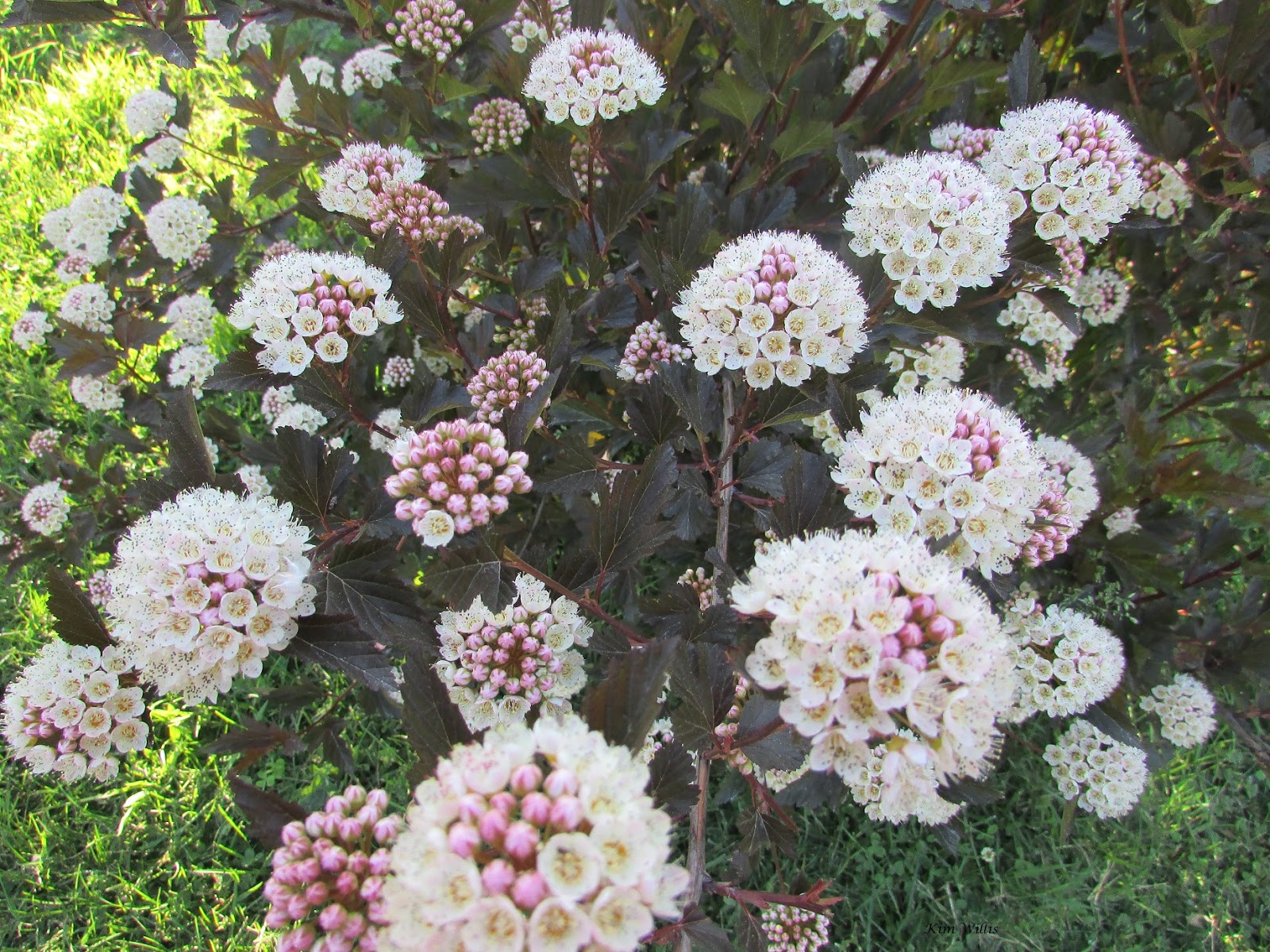 Common Ninebark Physocarpus Opulifolius - Télécharger