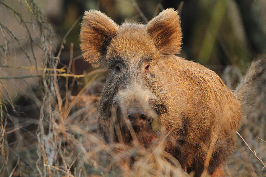 Szepty natury: Dzik jest dziki dzik jest zły