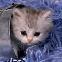 Cute animals slideshow