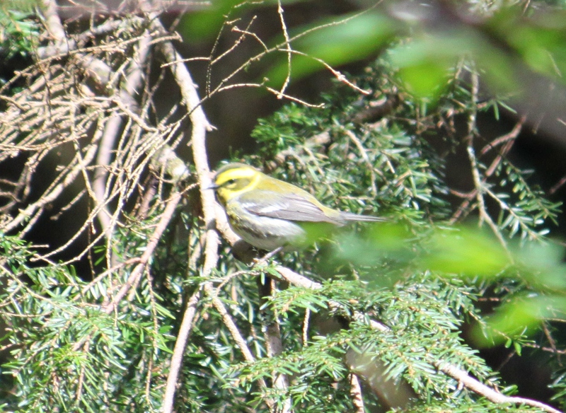 Central Oregon Coast: Spring Lake Open Space