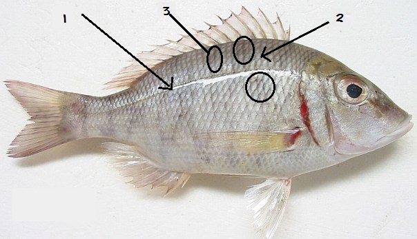 மீனு மீனேய்...!: விளை மீன் - Emperor Fish