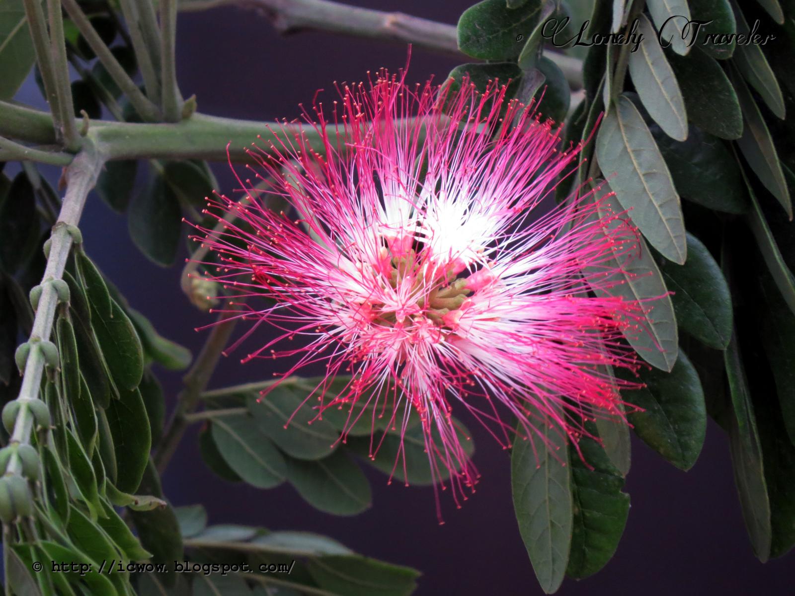 Rain Tree Flower (মেঘশিরীষ ফুল) - Albizia saman