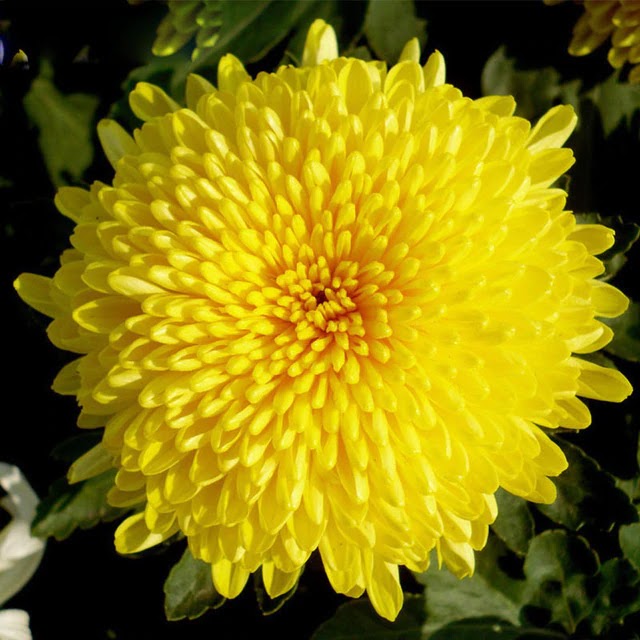 pengetahuan bunga: Arti Bunga Krisan Berbagai Warna