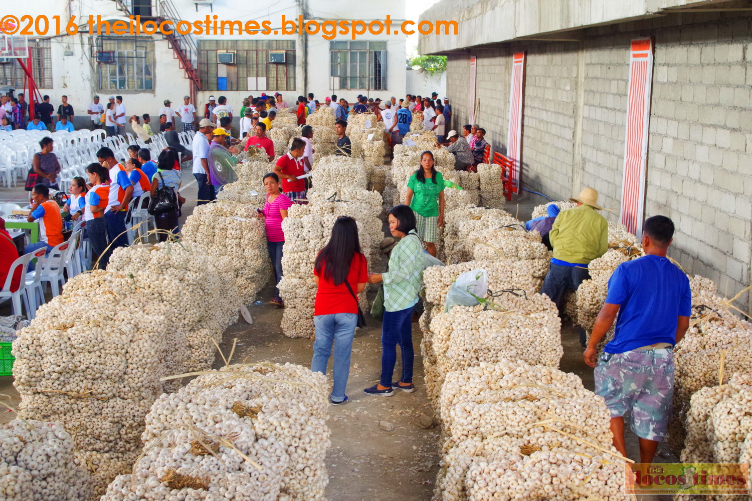 Ilocos Norte eyes 20% garlic production hike