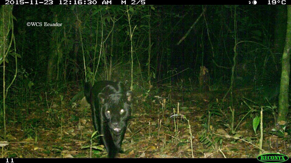 Quinto Pilar: Un carnívoro misterioso: Jaguar Negro “Panthera onca”