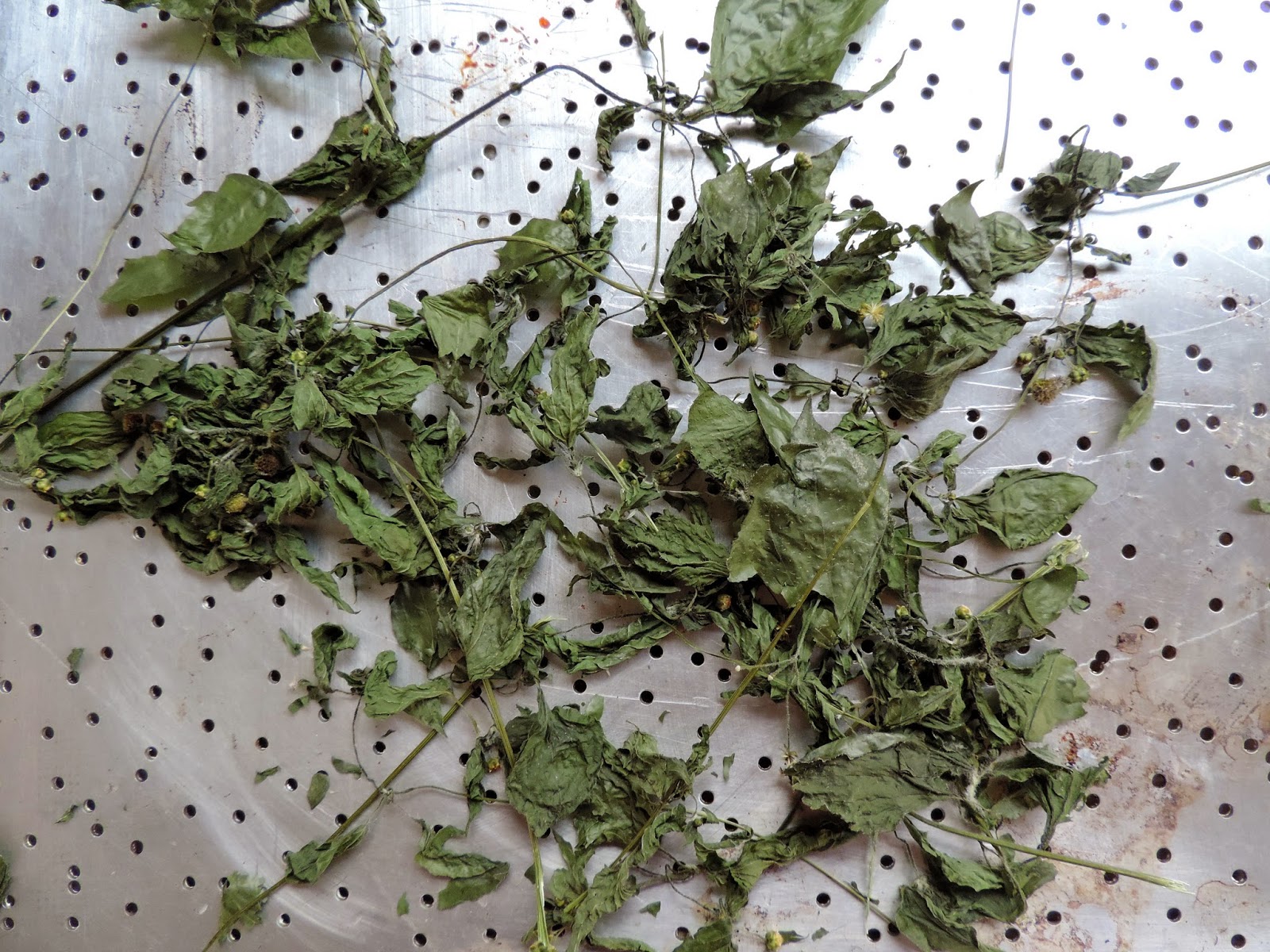 come-se: Galinsoga ou guasca, a erva-da-moda. Coluna do Paladar, edição ...