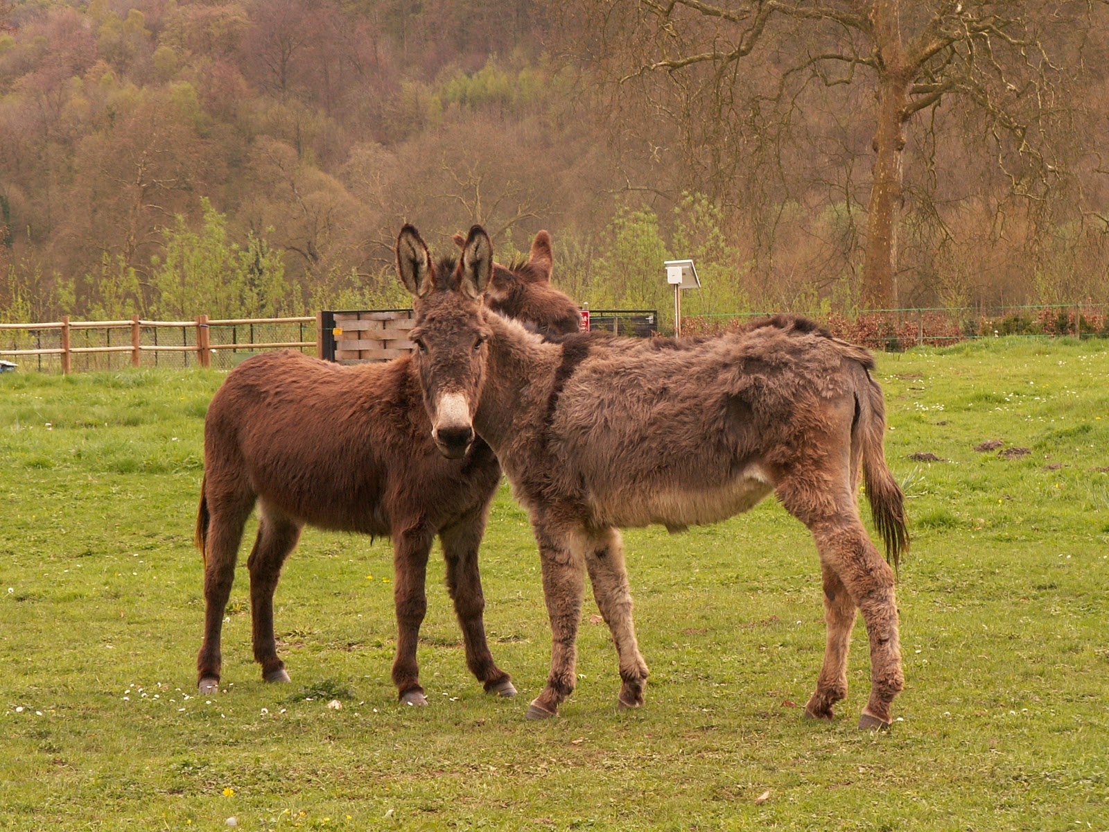 lea animaux de mon coeur: Visite de EANA le 04.04.2011.
