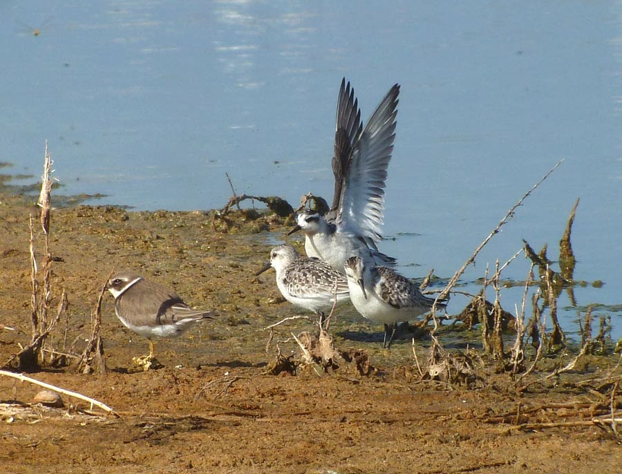 Birdwatching Algarve: Black Storks, Eleanora's Falcons, Red Phalarope ...
