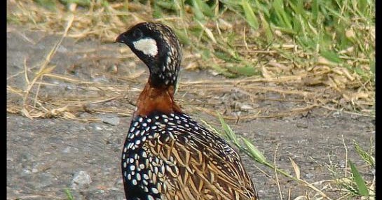 Gyan Lab: हरियाणा राज्य पक्षी काला तीतर - Black Francolin(Kala Titar)