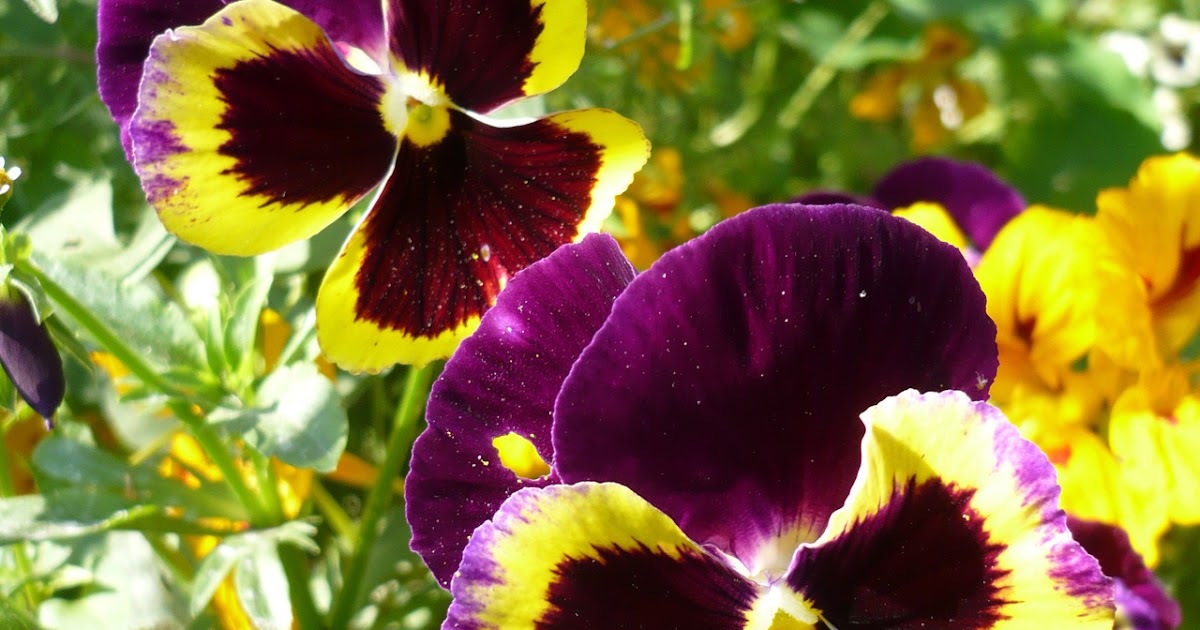 Trei frati patati, o planta medicinala cu un bun efect antialergic