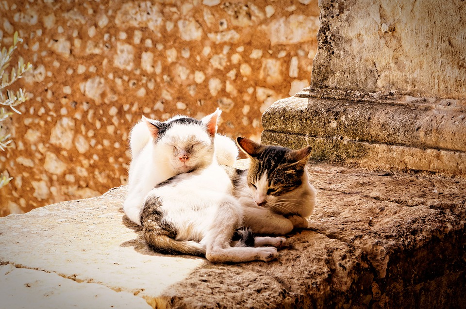 Tips Bagaimana Merawat Kucing: 2016