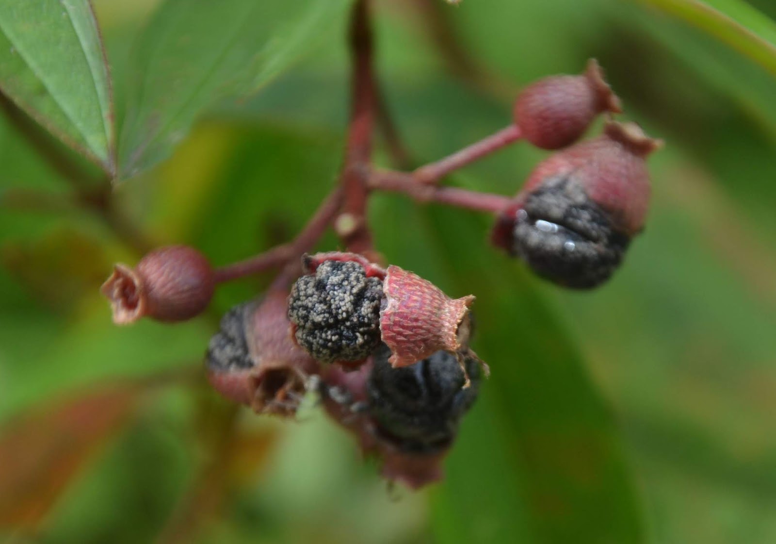 Bicara Mentari: BUAH SENDUDUK RASA MANIS SEDAP DIMAKAN