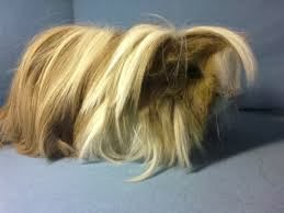 Mundo cuyo: Cuyos de todos los colores y todos los sabores