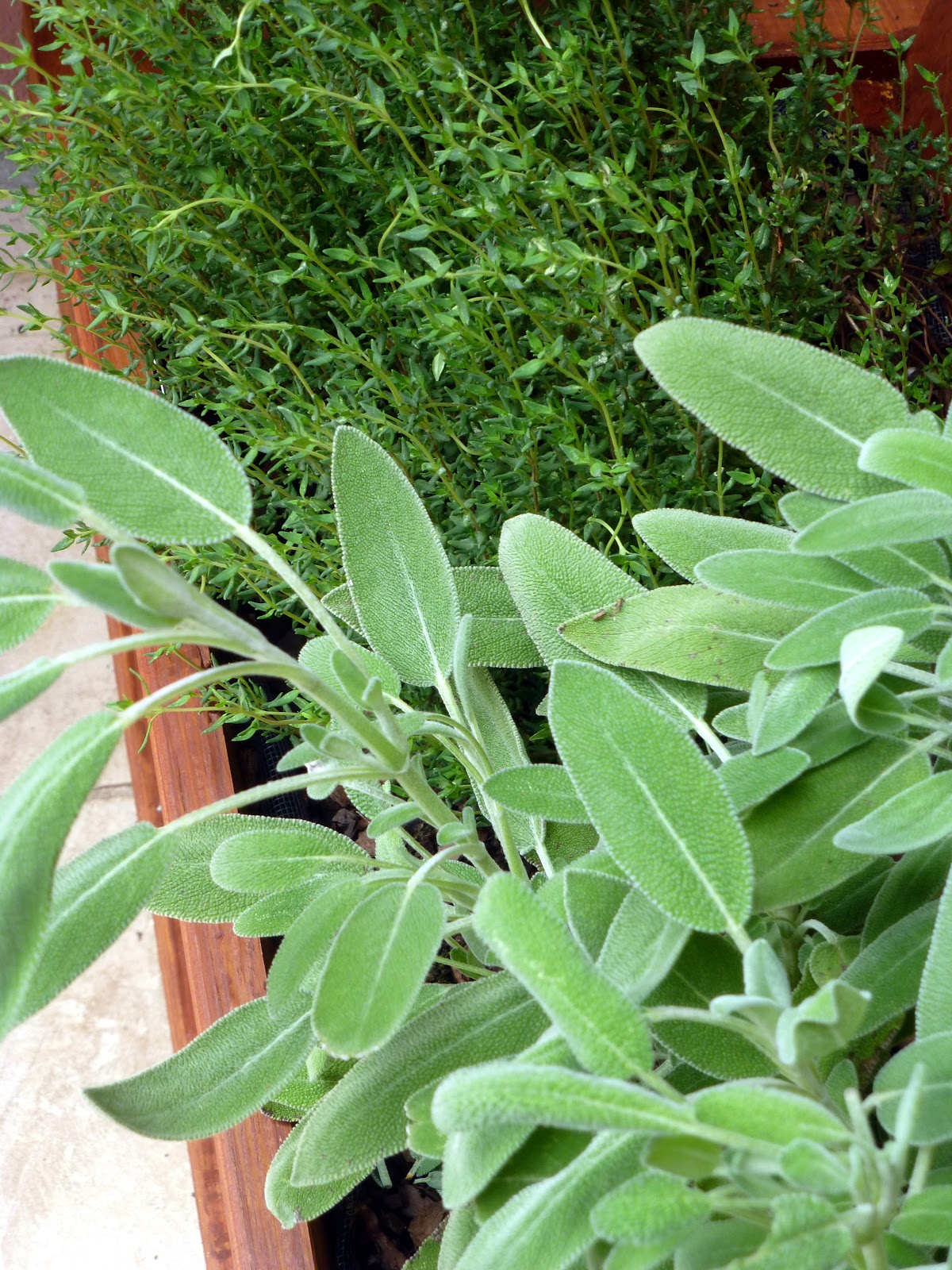 Whistlestop Cafe Cooking: PhotoHunt ~Miniscule