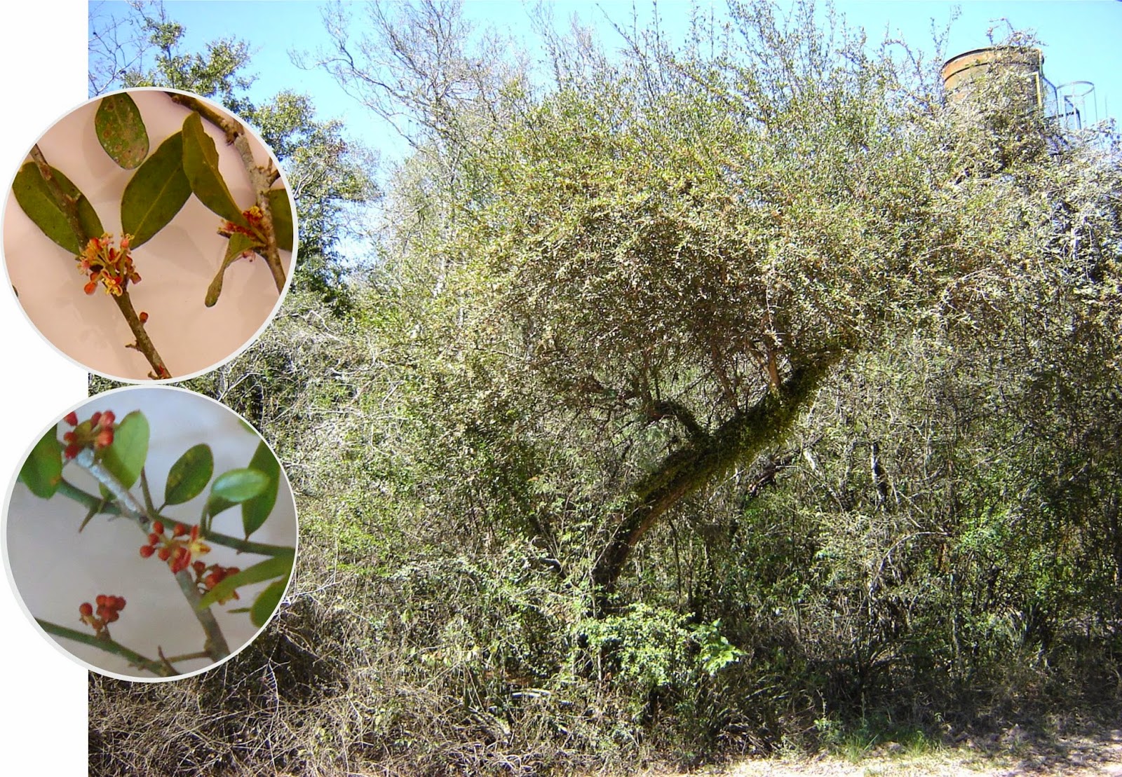 v e r d e c h a c o: Mistol de zorro