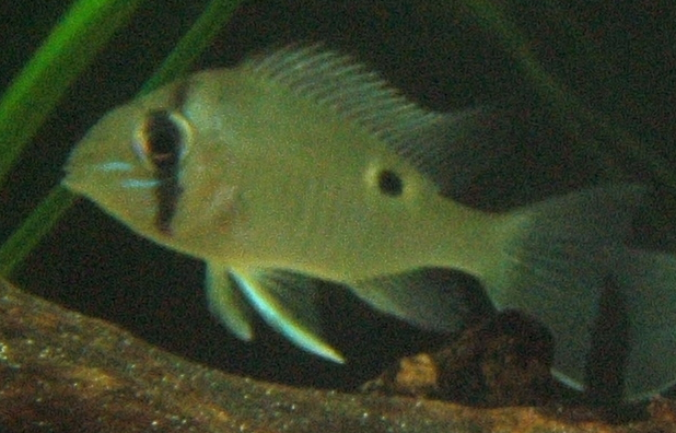 Fish Pictures: Greenstreaked Eartheater,cupid cichlid - Biotodoma cupido