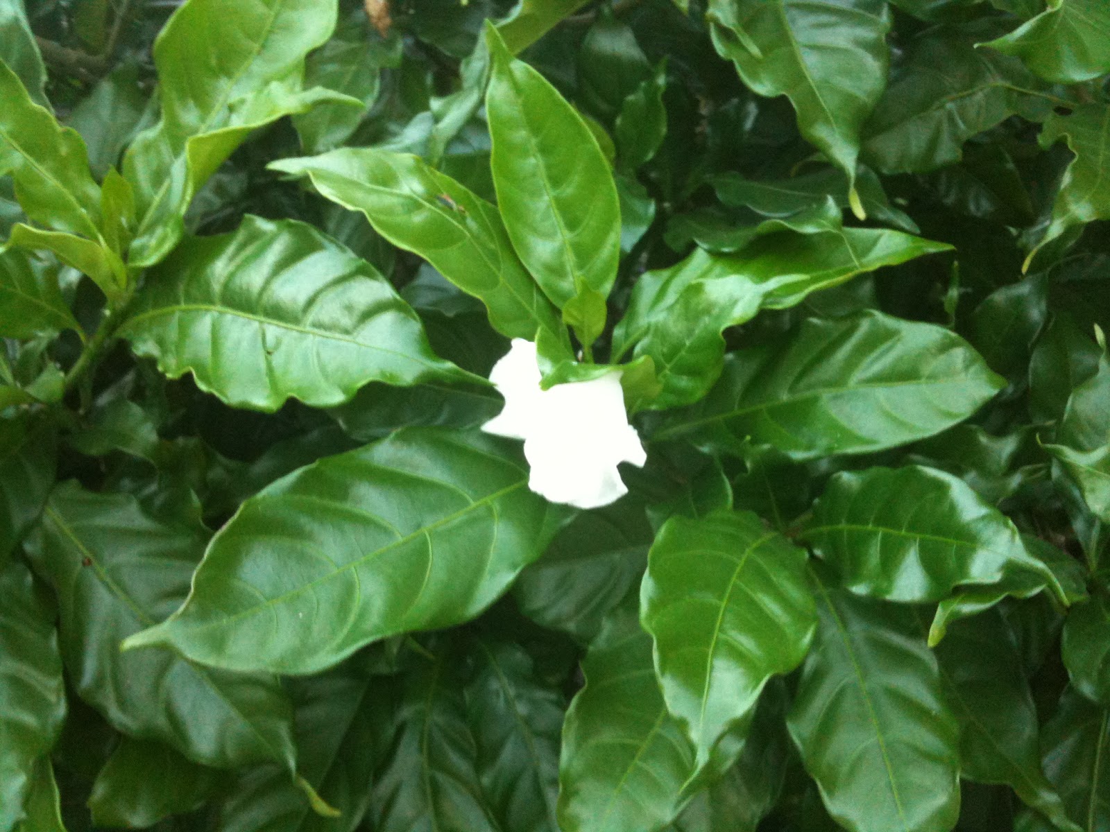 Plant Smart: Pinwheel Jasmine