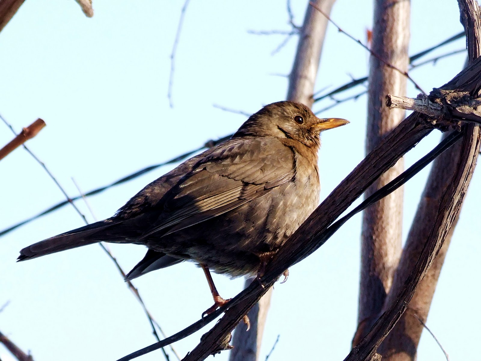 Lumea vieţuitoarelor: Mierla neagră ( Turdus merula )