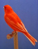 Burung Kenari 88: Perawatan Kenari Merah