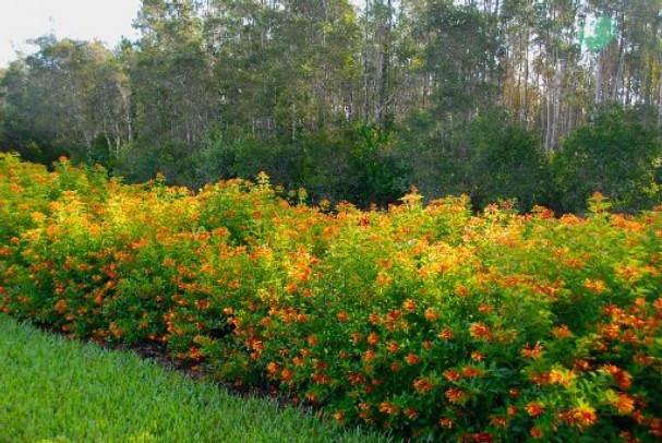Gardening South Florida Style: South Florida Hedge Plants v.I