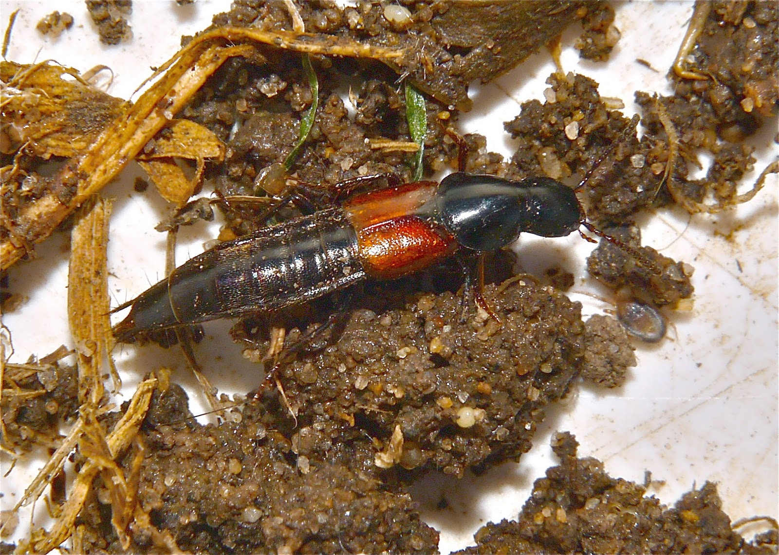 Northwest Norfolk Naturalists: Mole nest specialists