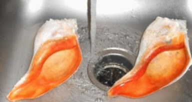 Pennsylvania & Beyond Travel Blog: How to Clean and Preserve Conch ...