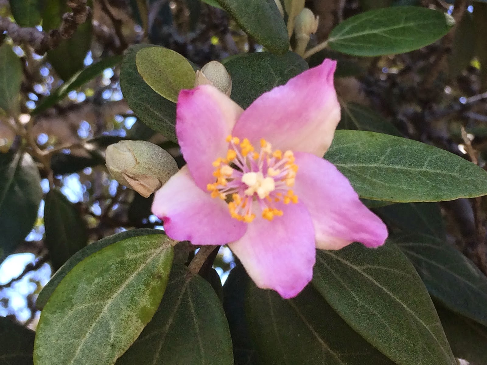 Trees of Santa Cruz County: Lagunaria patersonii - Cow Itch Tree