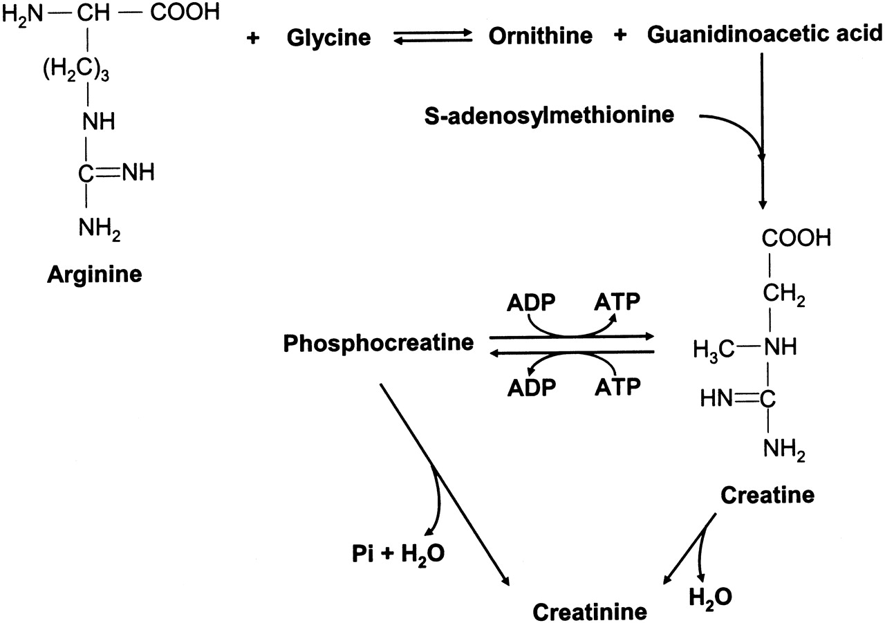 Miguel Beiro: Creatina