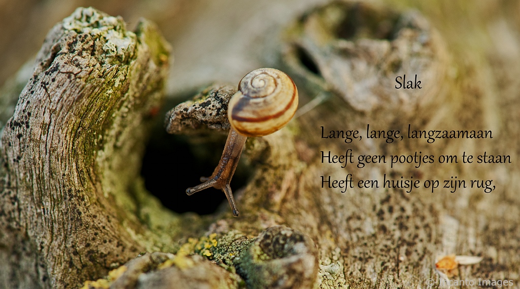 Incanto Images Fotografie: Slak