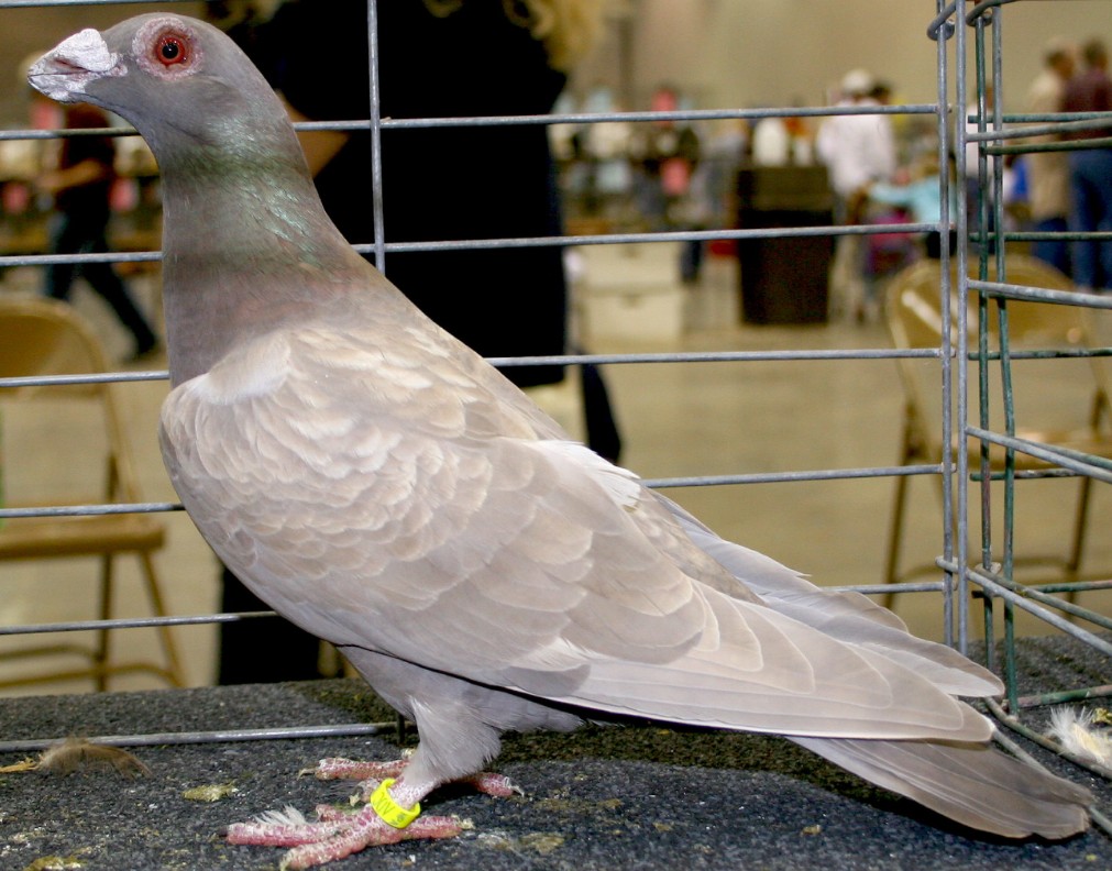 Barb Pigeons Family - Pigeons fall