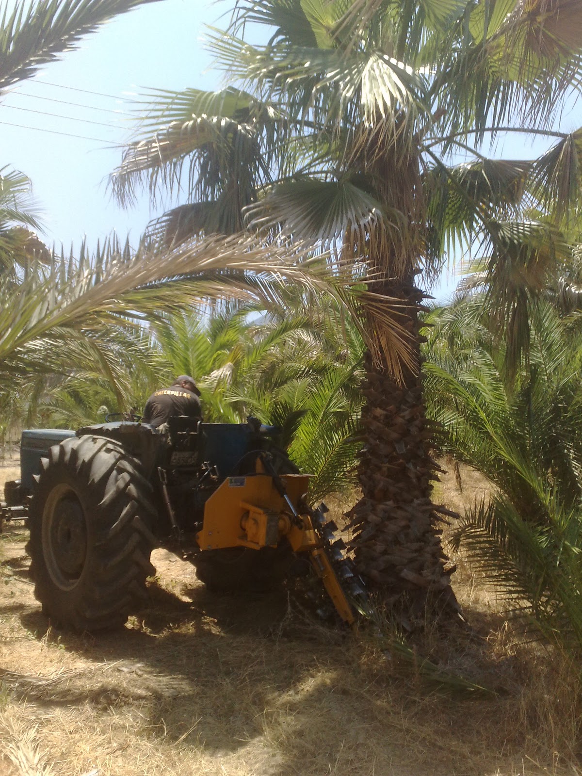 ΦΥΤΩΡΙΑ ΔΕΛΤΑ NURSERIES DELTA TREES LTD: ΦΟΙΝΙΚΑΣ ΦΥΤΑ - ΟΥΑΣΙΓΚΤΟΝΙΑ Η ...