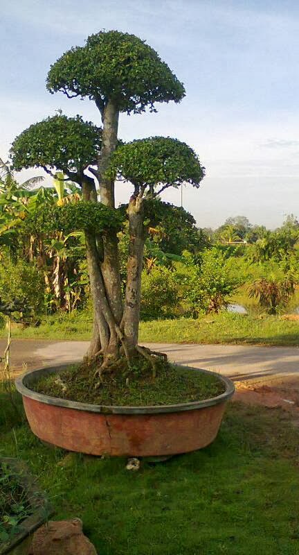 PANDUAN MATEMATIK UNTUK KANAK-KANAK.: POKOK BONSAI DAN LANDSKAP