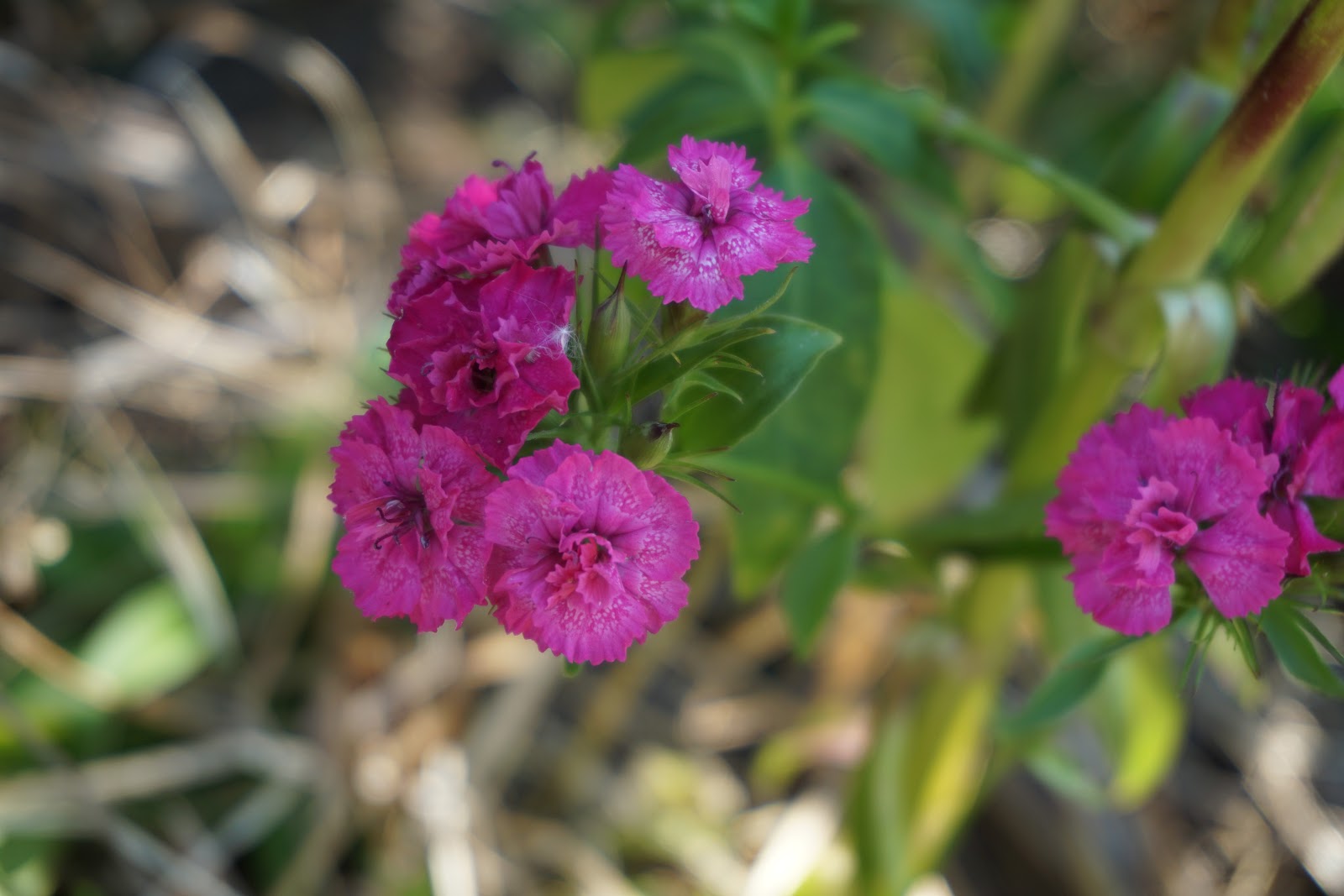 Plantas de Huerta Otea, Salamanca: Clavelina (Dianthus chinensis)